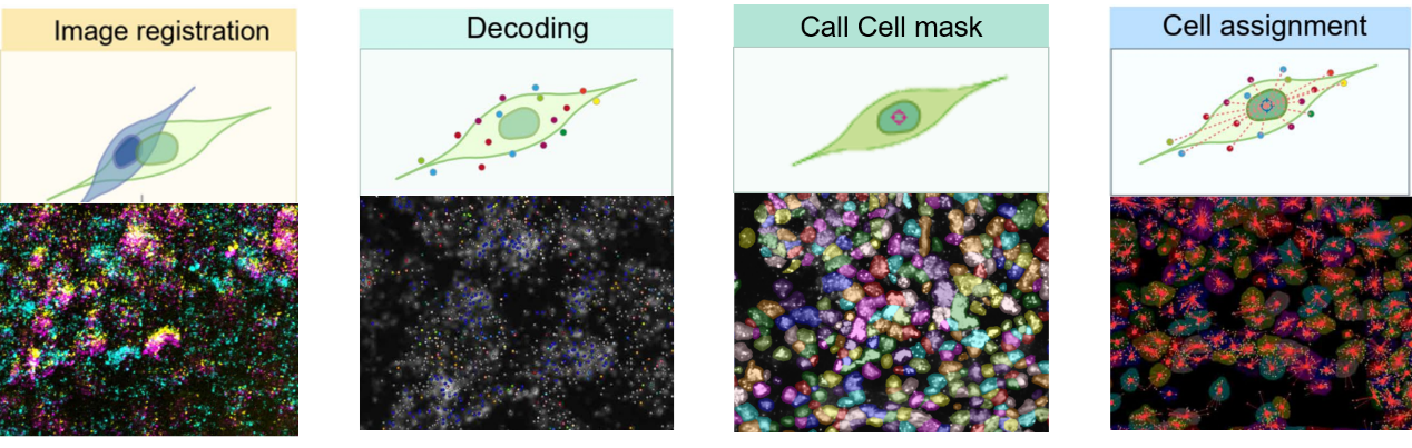Research Services | Neural Circuit Tracing + Targeted Spatial Omics ...