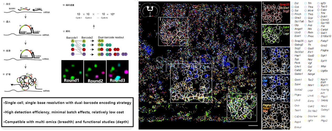 Research Services | Neural Circuit Tracing + Targeted Spatial Omics ...