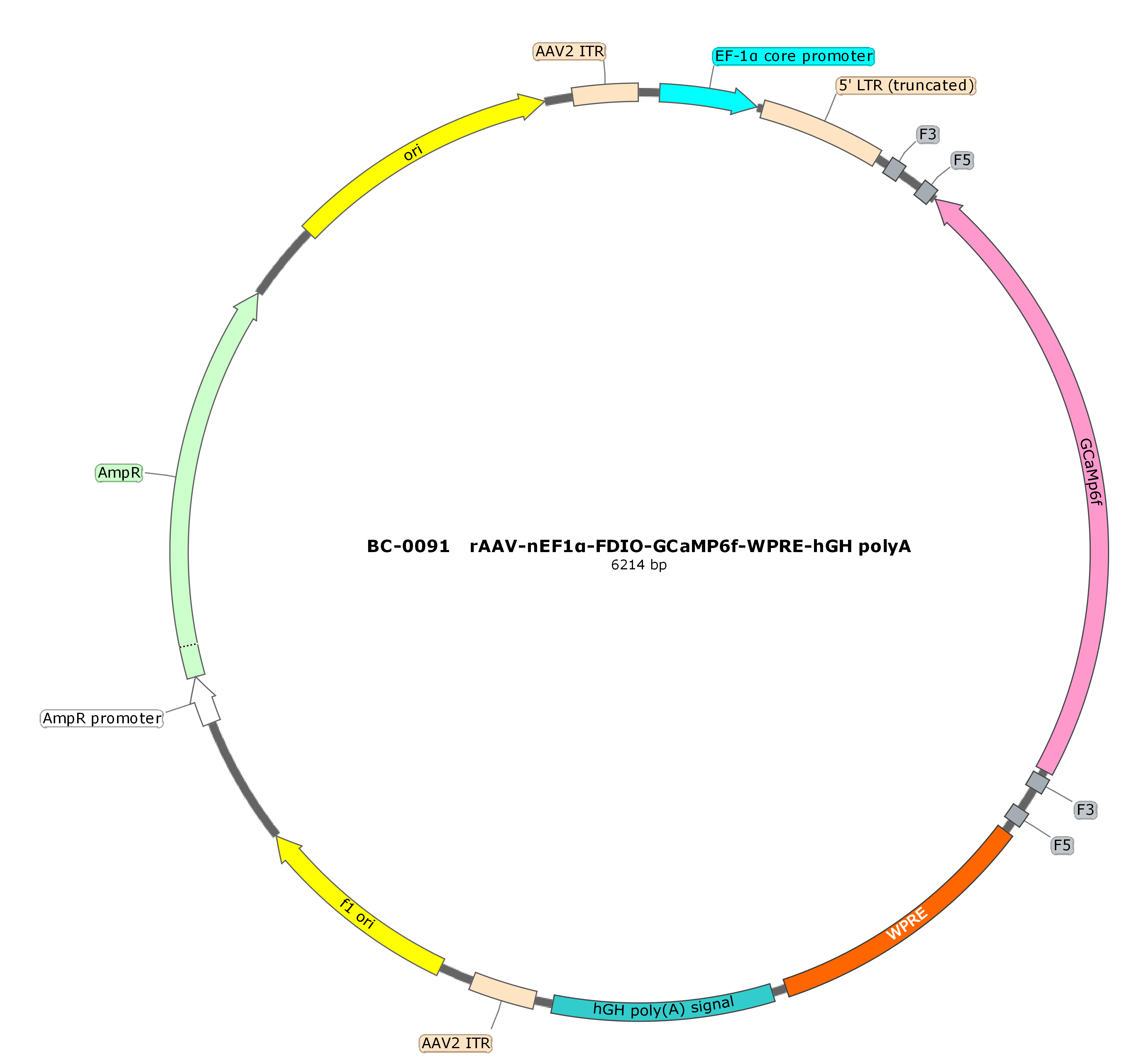 rAAV-nEF1α-FDIO-GCaMP6f