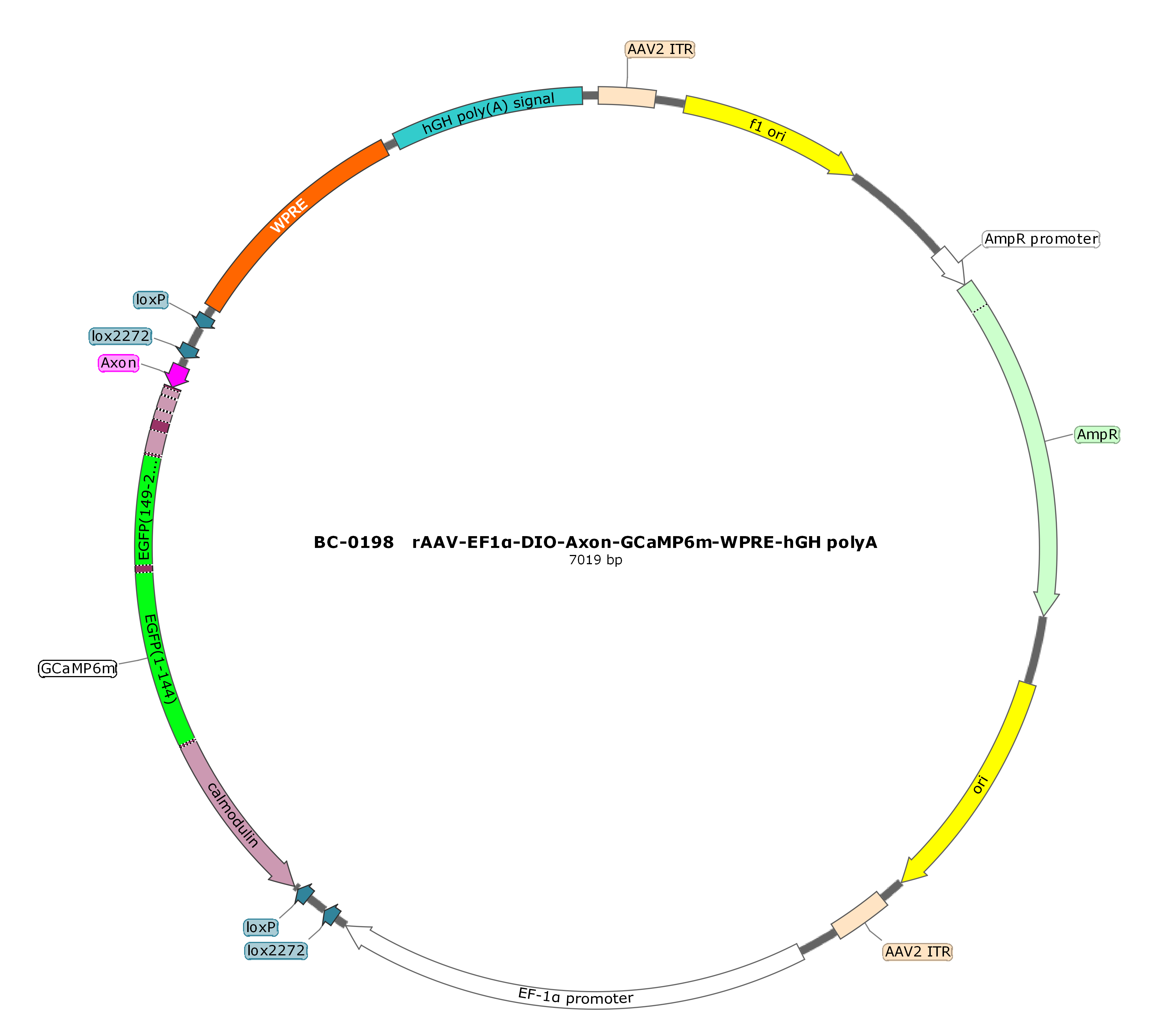 rAAV-EF1α-DIO-Axon-GCaMP6m