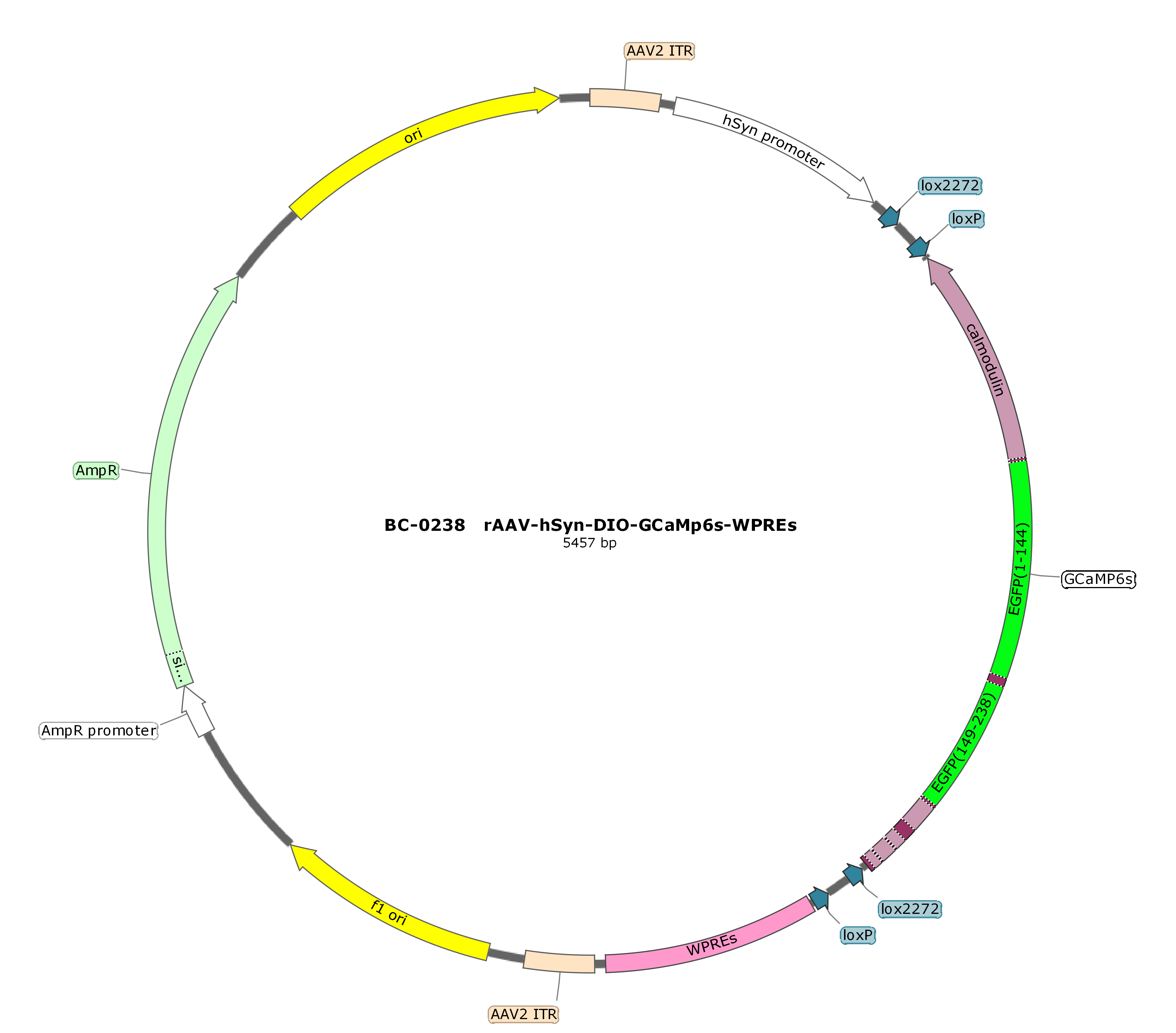 rAAV-hSyn-DIO-GCaMP6s