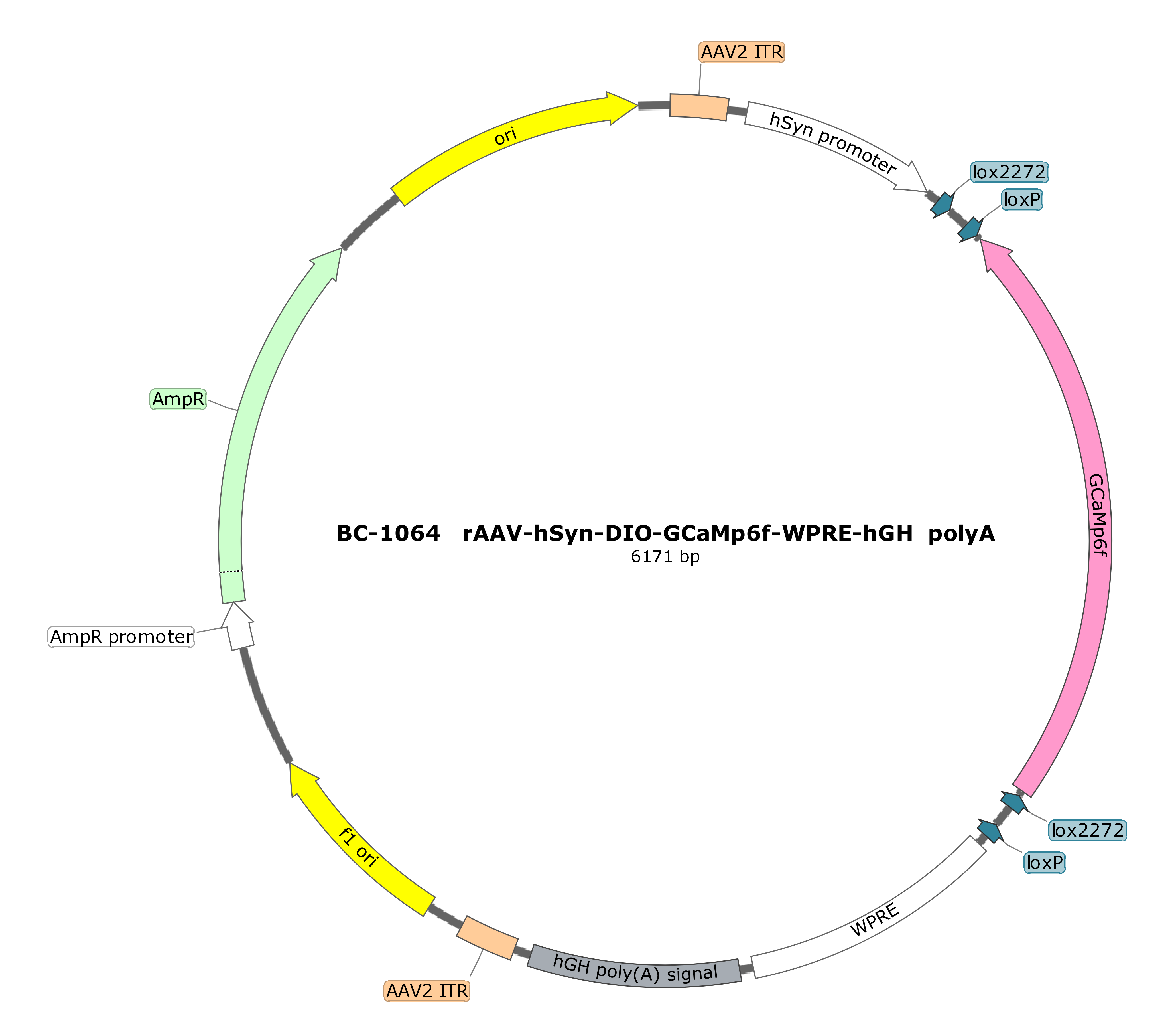 rAAV-hSyn-DIO-GCaMP6f
